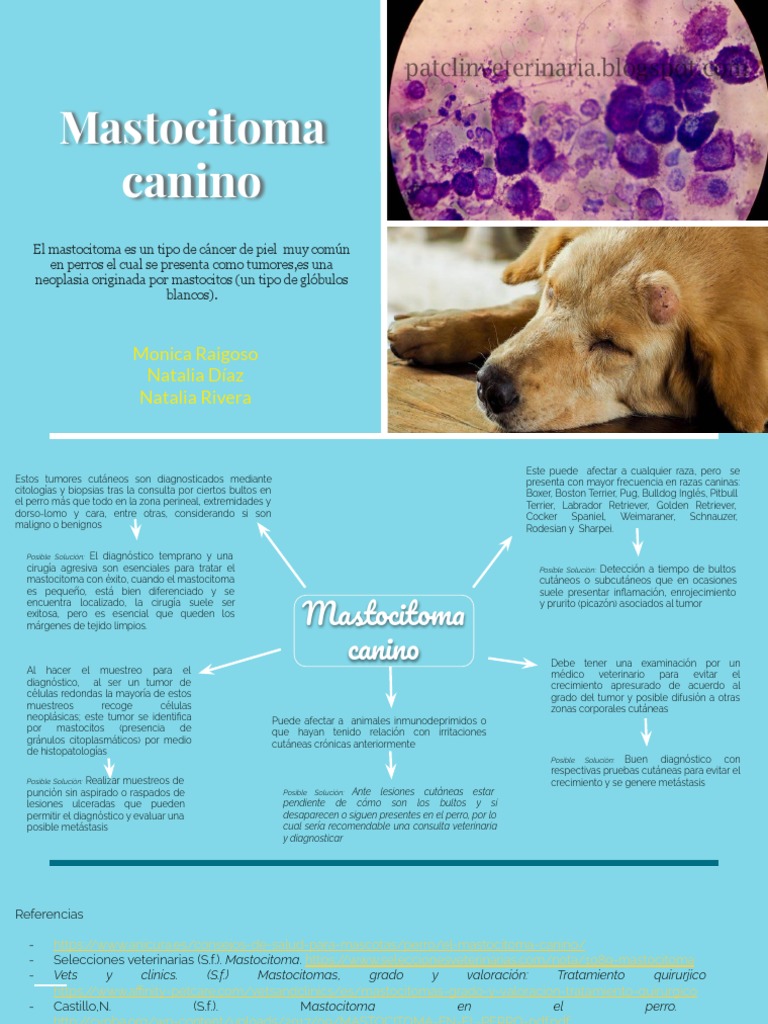 Cuáles Son Los Síntomas De Los Tumores De Mastocitos En Perros