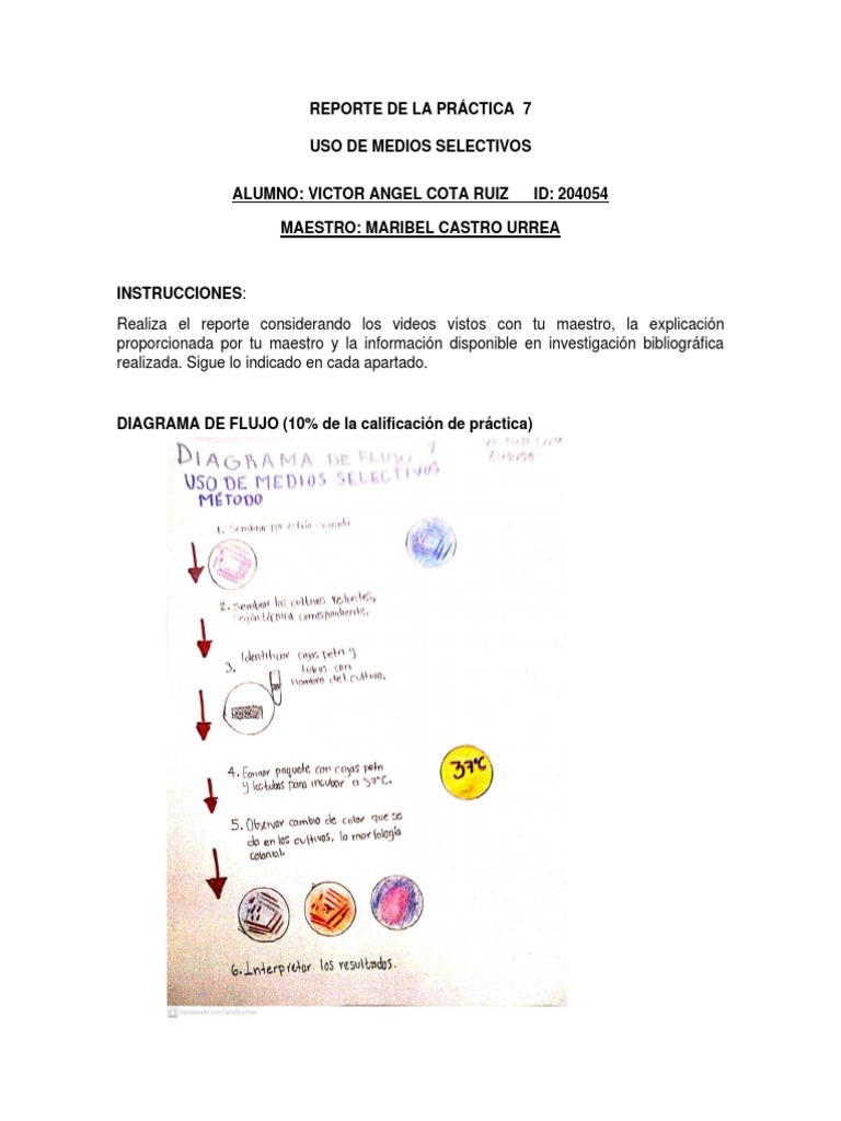 Reporte Practica 7 Bacter Victor Cota | PDF | Ciencias de la vida | Las bacterias