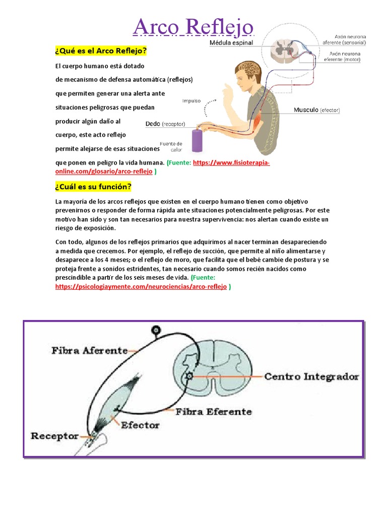 Arco Reflejo | PDF | Salud y bienestar | Ciencia y matemáticas