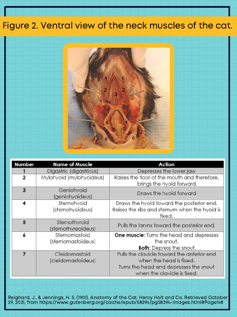 Cat Neck Muscles Anatomy Diagram | PDF