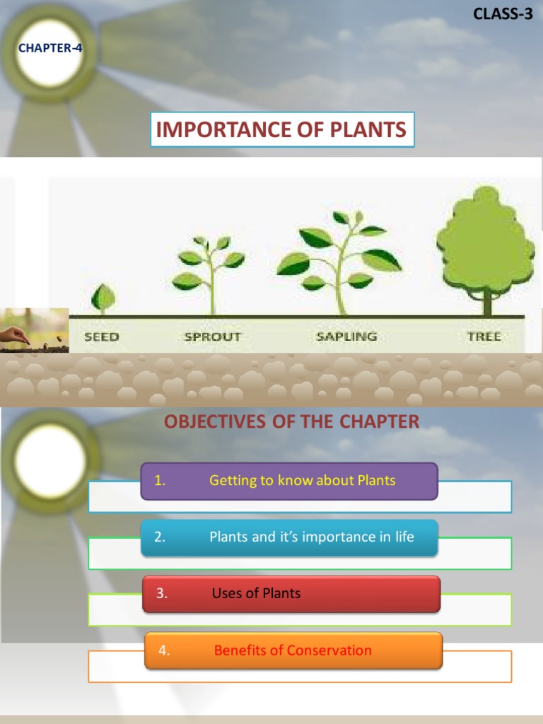 Importance of Plants | PDF | Plants | Foods
