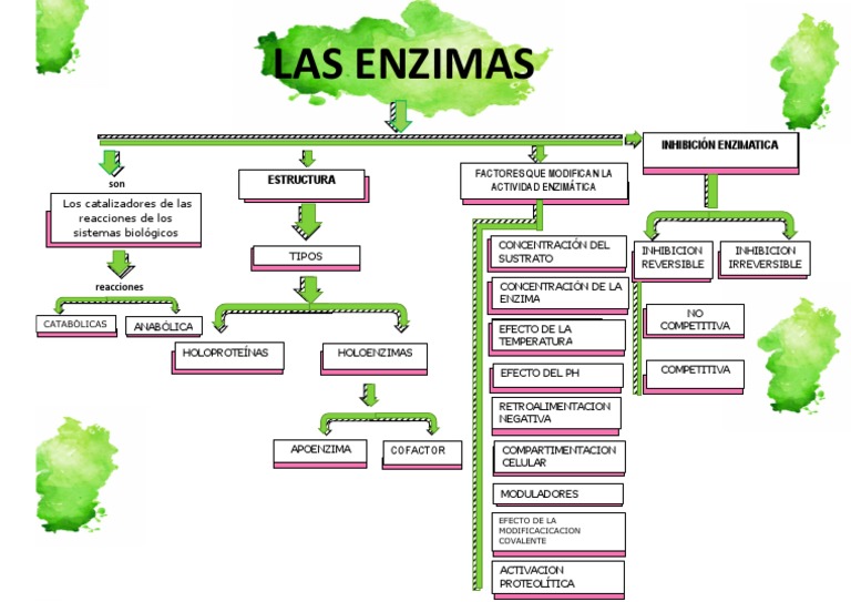 Mapa Enzimas | PDF | Enzima | Inhibidor de la enzima