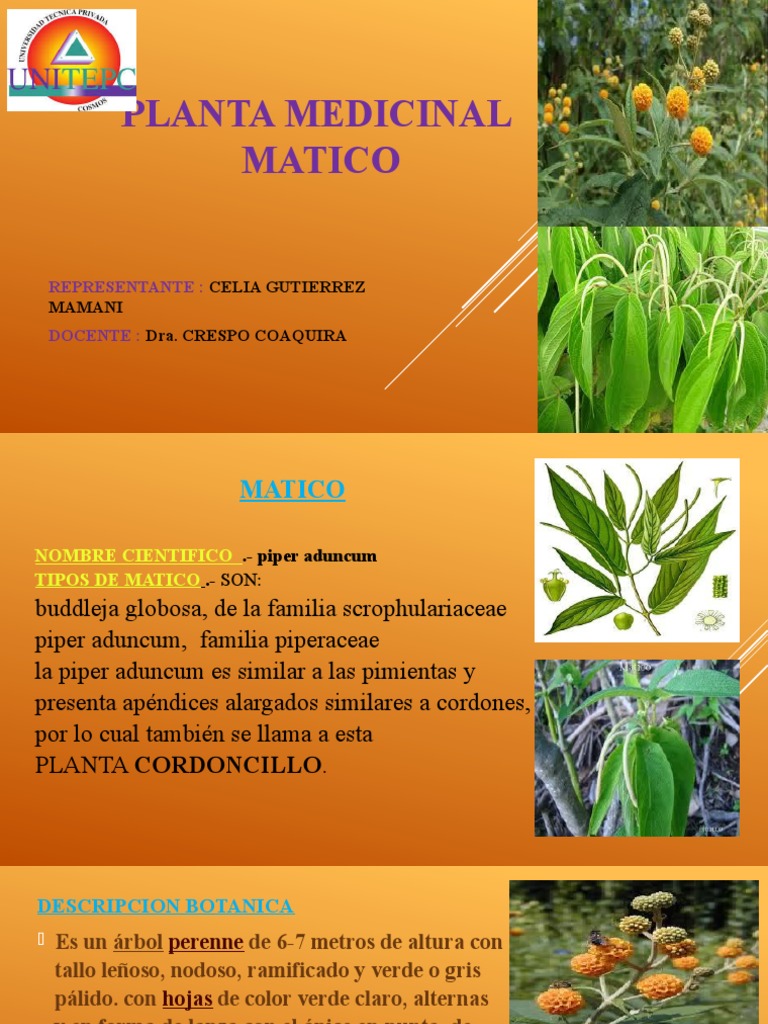 Características y usos del matico | PDF | Plantas