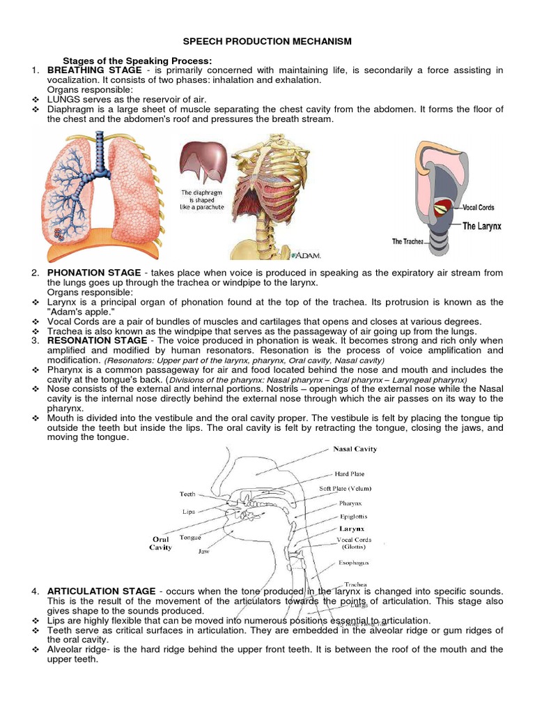Speech Production Mechanism Explained | PDF | Larynx | Linguistics