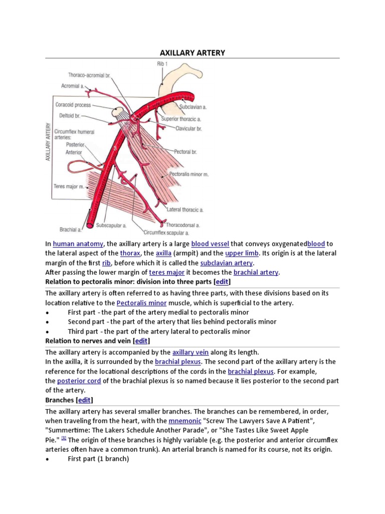 Axillary Artery | PDF | Arm | Limbs (Anatomy)