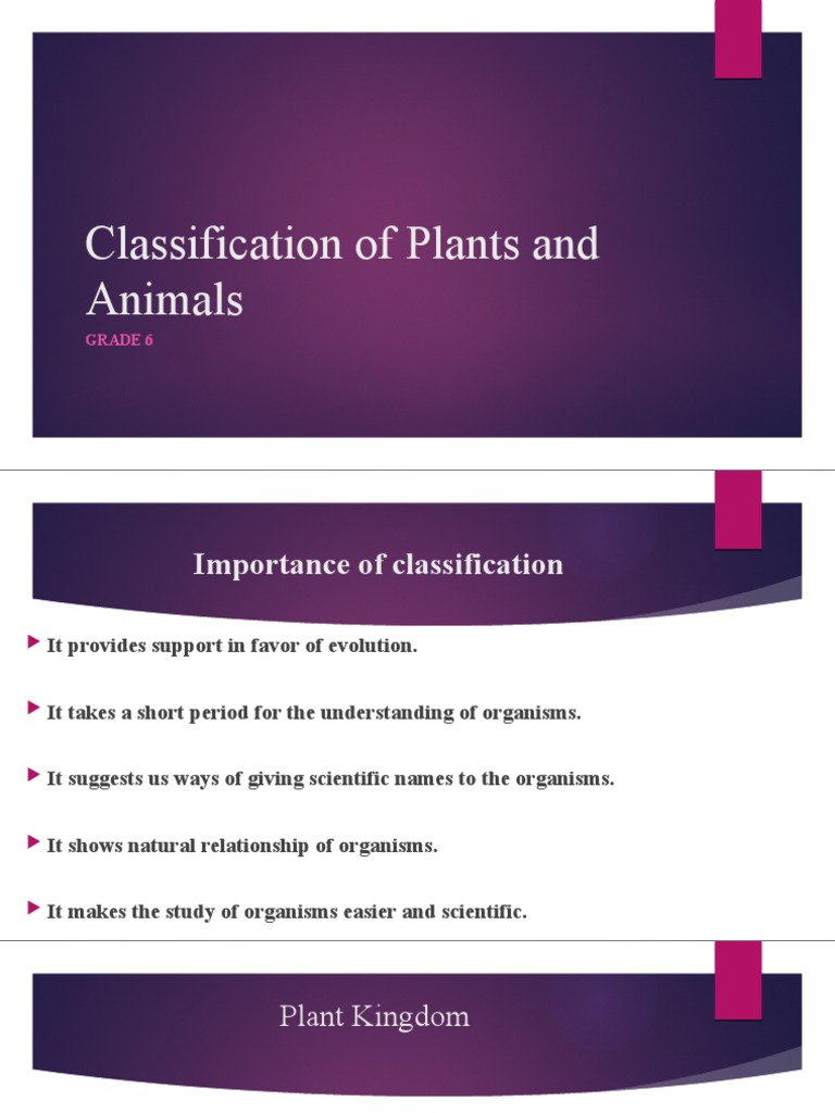 Plant and Animal Classification for Grade 6 | PDF | Protozoa | Sponge