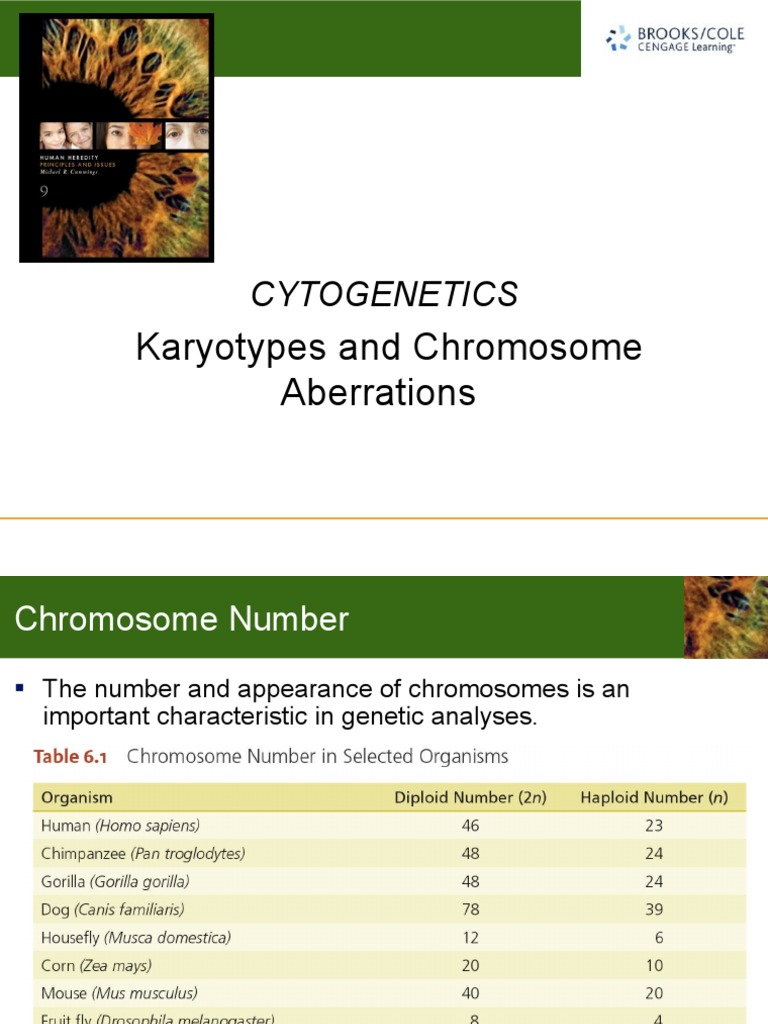 CYTOGENETICS | PDF | Karyotype | Chromosome