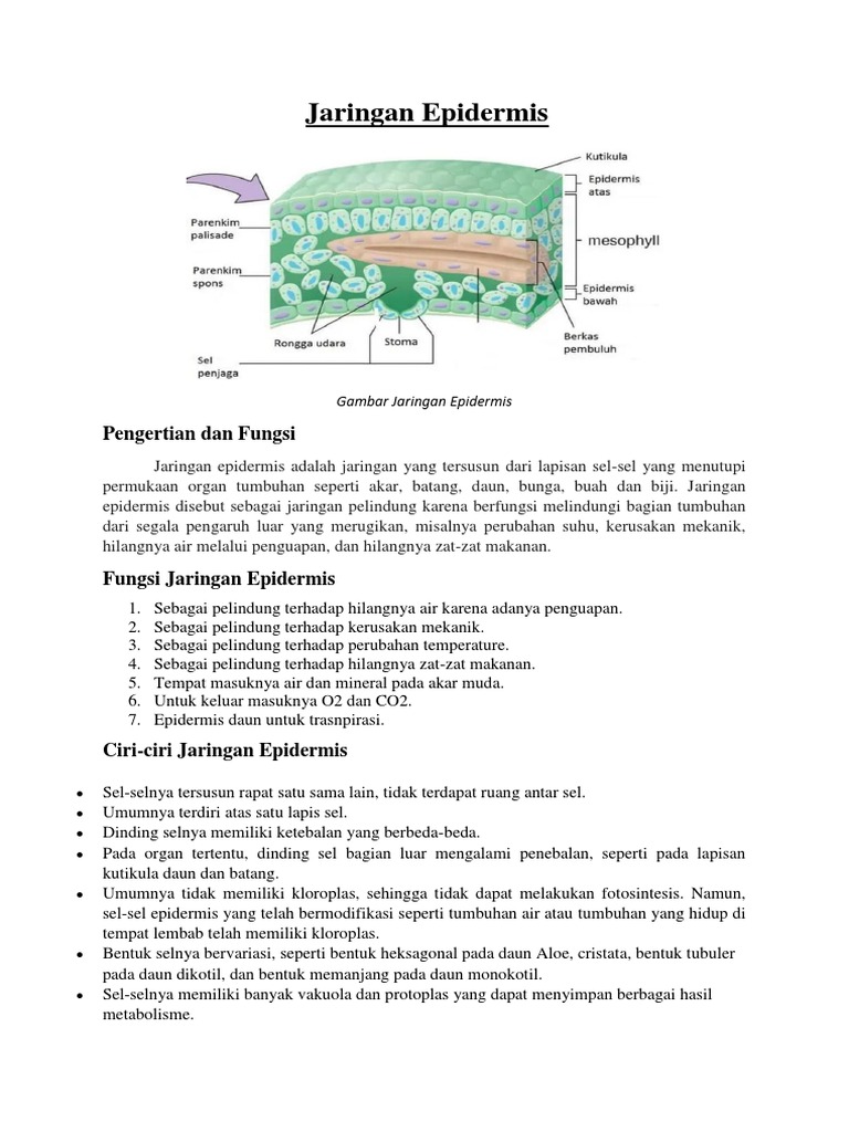 Jaringan Epidermis Pdf