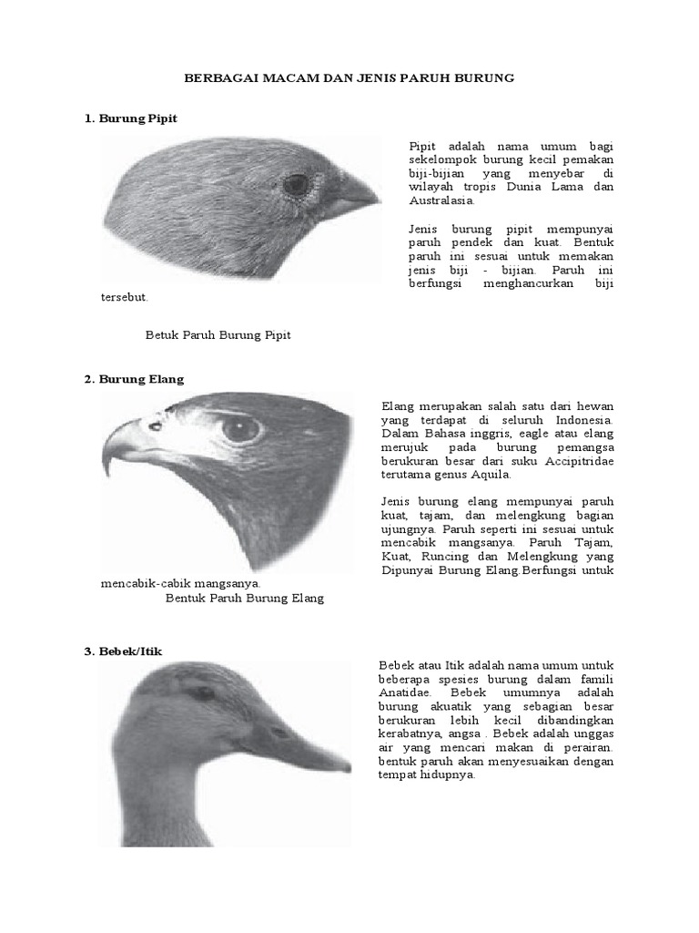 Jenis dan Bentuk Paruh Burung | PDF