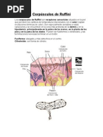 Corpúsculos de Ruffini | PDF | Sistema nervioso | Biología