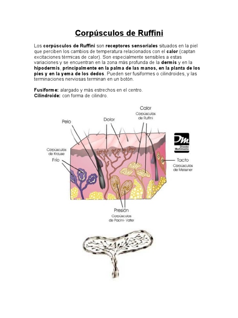 Corpúsculos de Ruffini | PDF | Hogar, jardinería y bricolaje