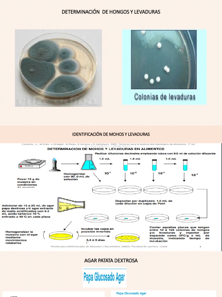Identificación de Mohos y Levaduras | PDF