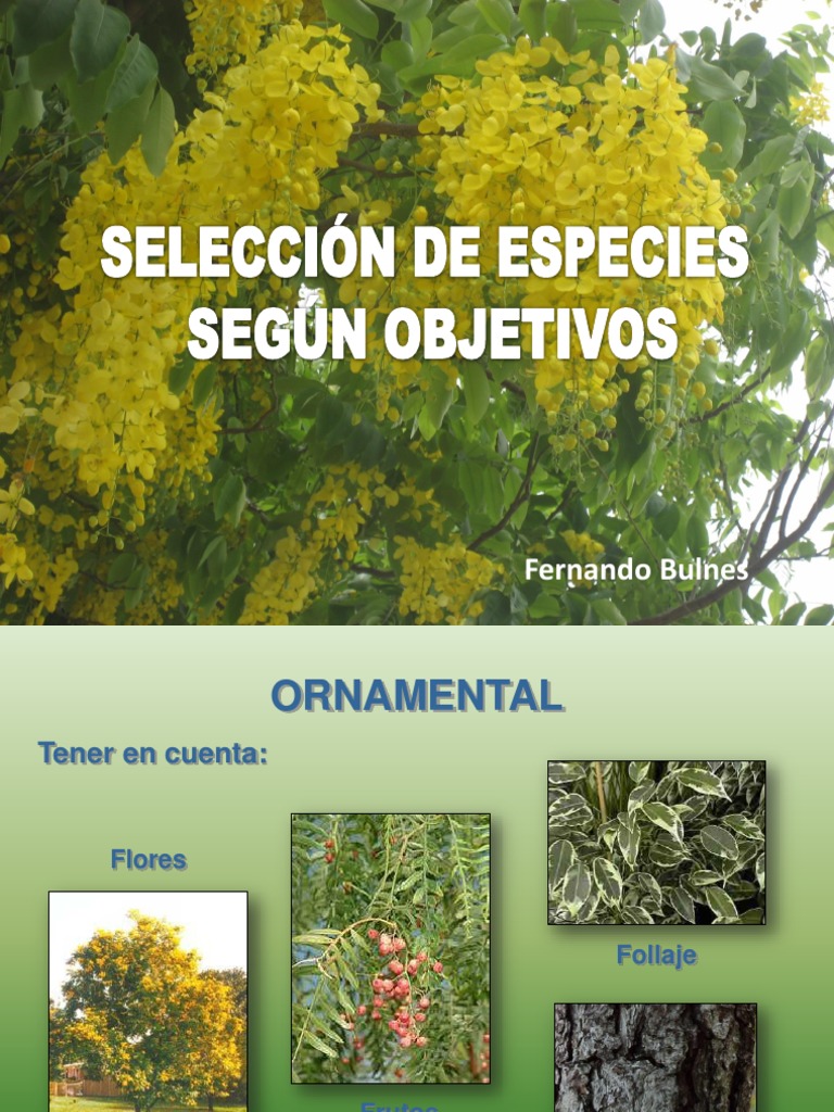 SELECCIÓN DE ARBOLES SEGÚN OBJETIVOS - Fernando Bulnes | PDF