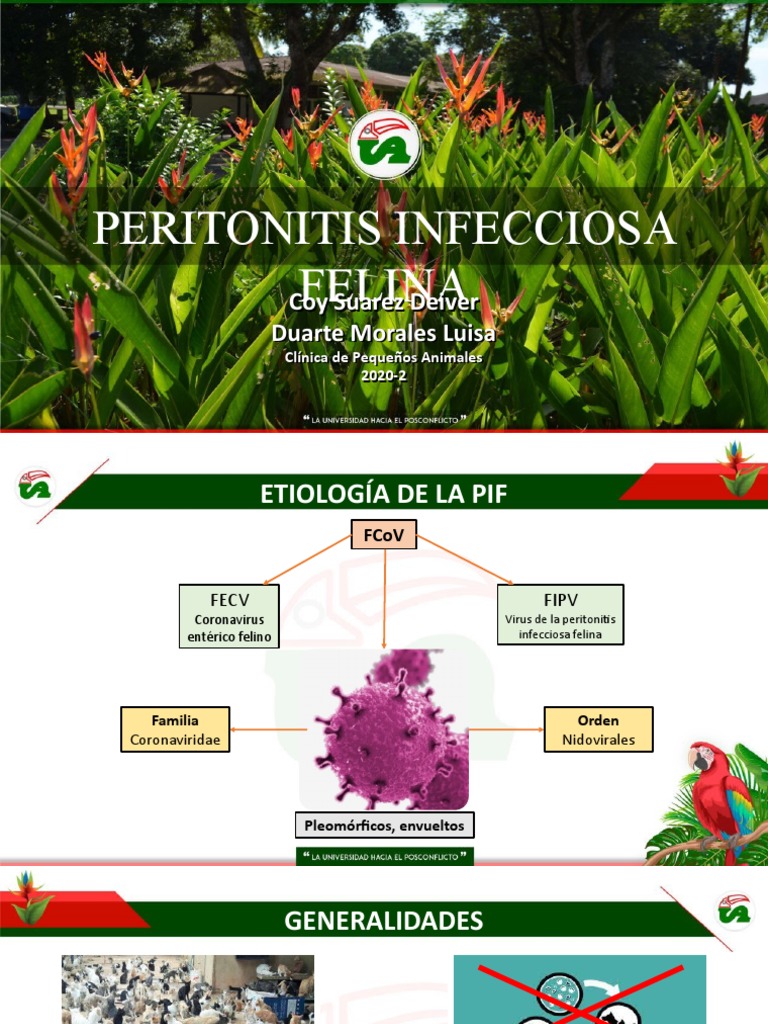 Peritonitis Infecciosa Felina | PDF | Infección | Enfermedades animales