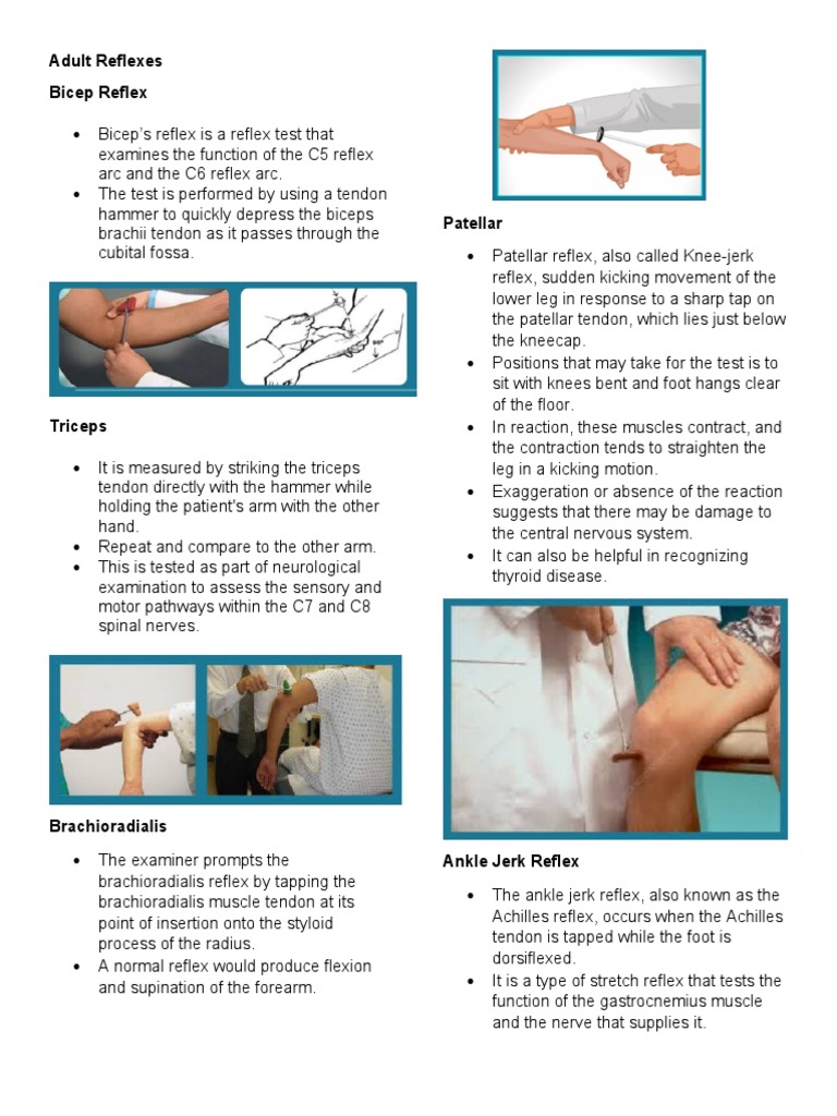 Adult Reflexes | PDF | Arm | Musculoskeletal System