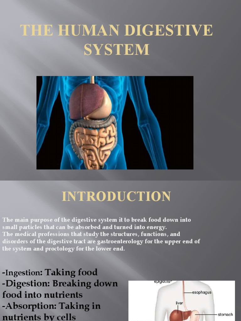 The Human Digestive System | PDF | Human Digestive System | Stomach