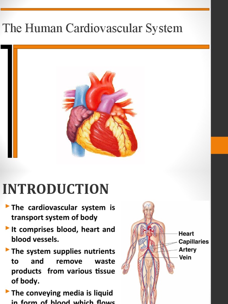 The Cardio Vascular System | PDF | Circulatory System | Blood Vessel