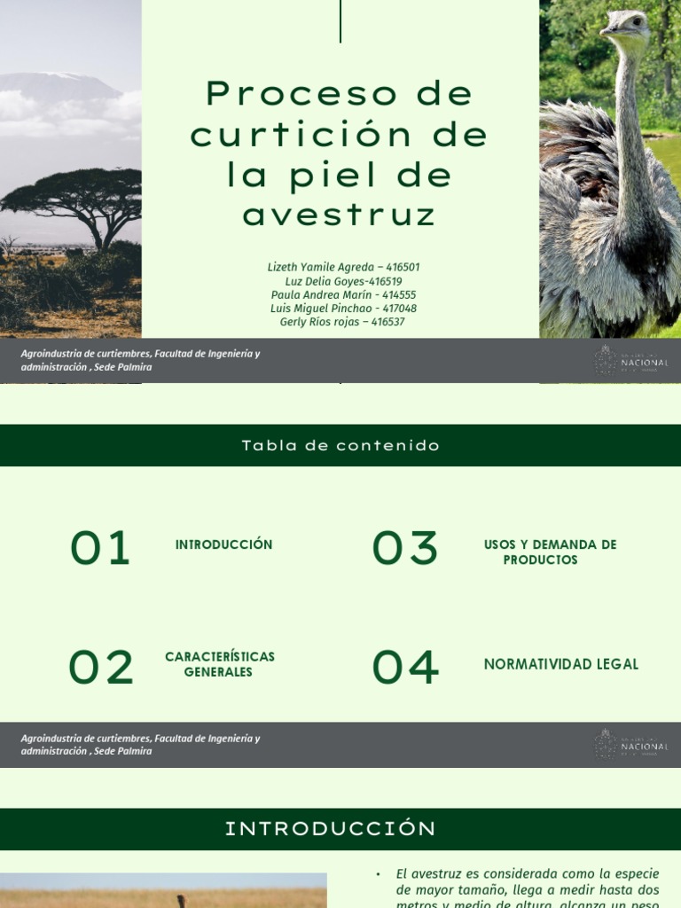 Presentación Avestruz | PDF | Fauna | Zoología