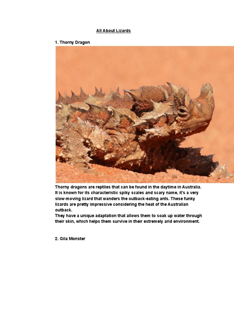 All About Lizards | PDF