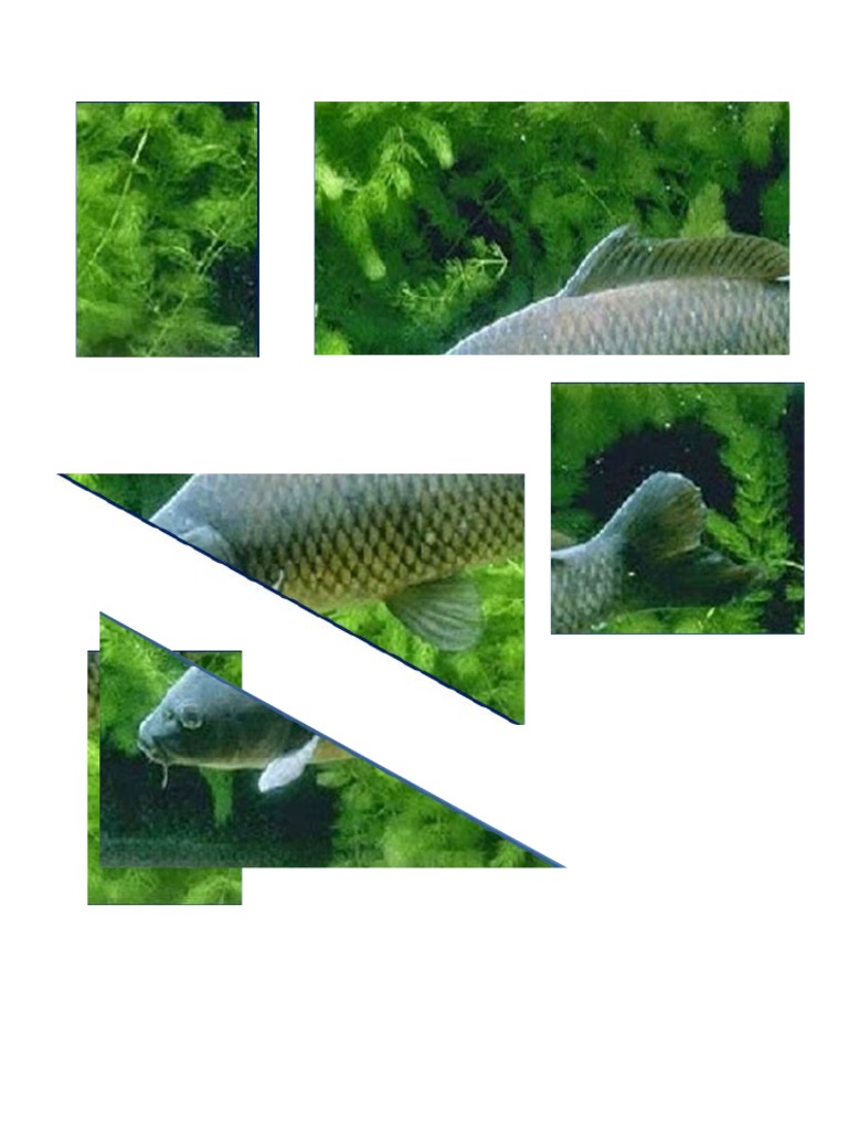 LKPD Ikan Puzzle | PDF