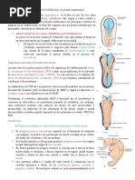 Desarrollo Embrionario III Neurulación | PDF | Anatomía | Biología del ...