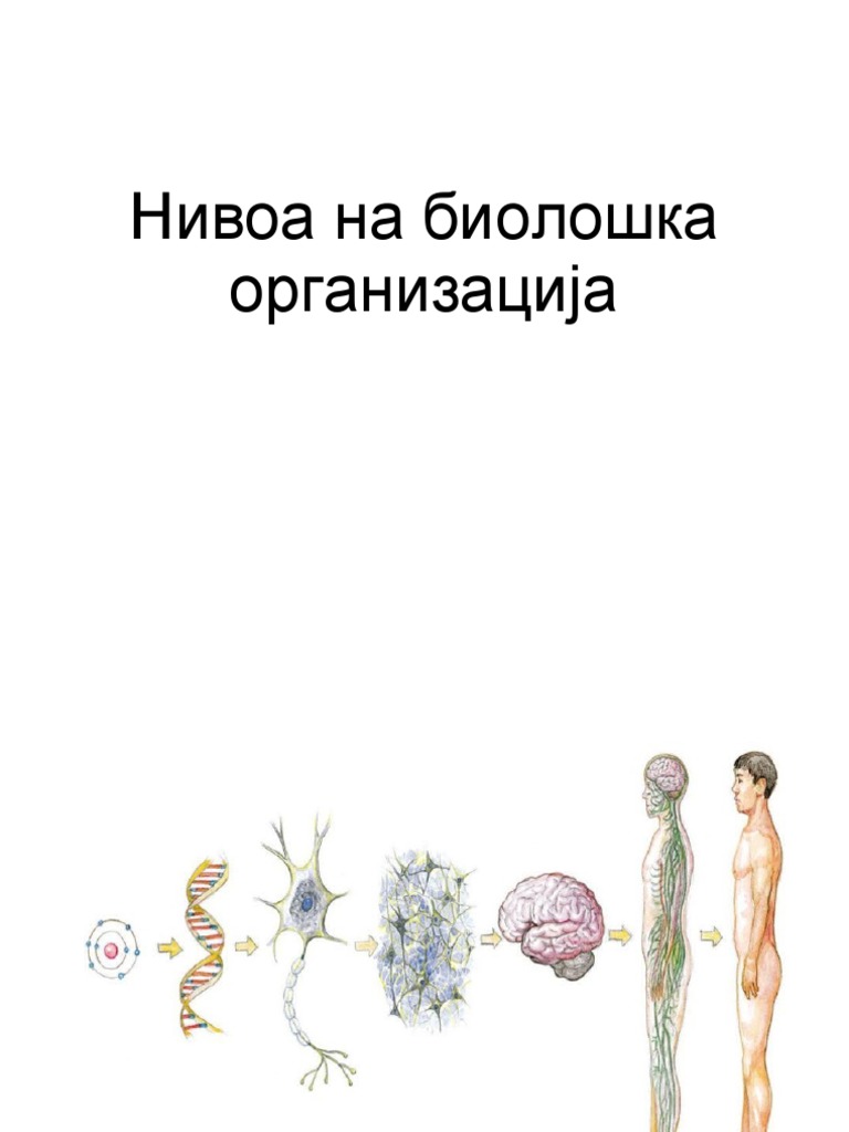 Organizacija Na Organizmot - PPT III God | PDF