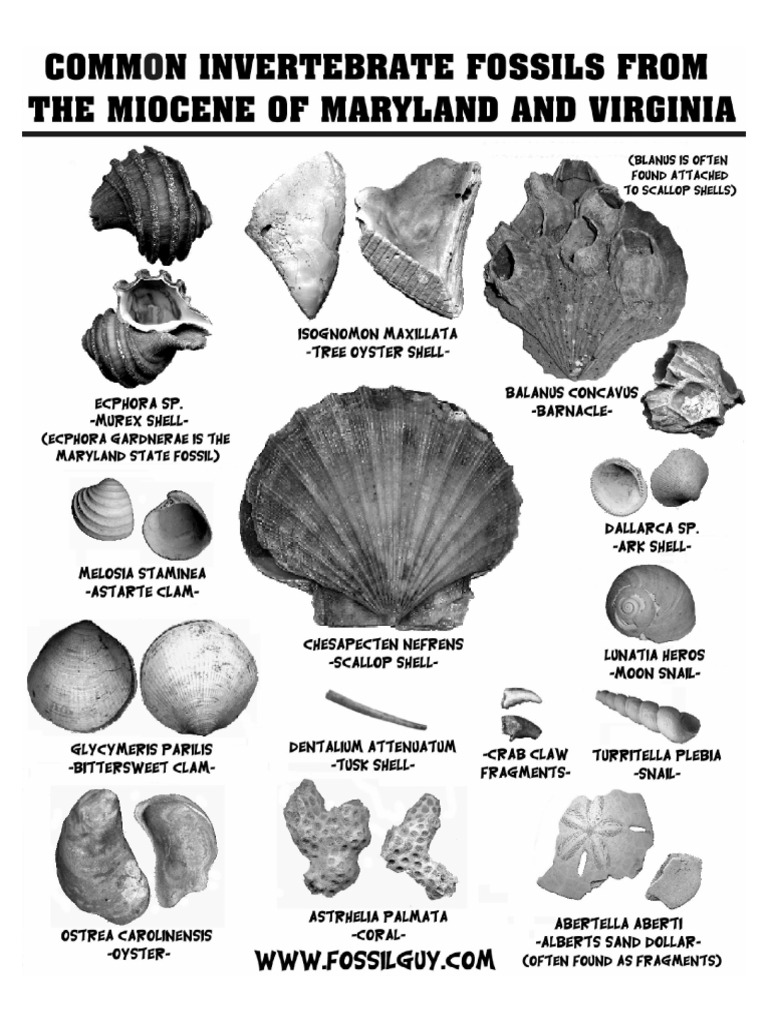 Fossil Identification Shells Miocene Maryland | PDF