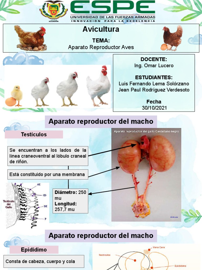 Aparato Reproductor del Gallo y la Gallina | PDF | Sistema reproductivo ...