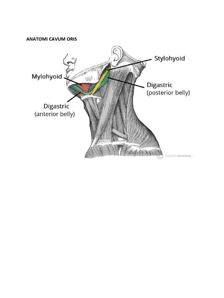 Anatomi Cavum Oris | PDF