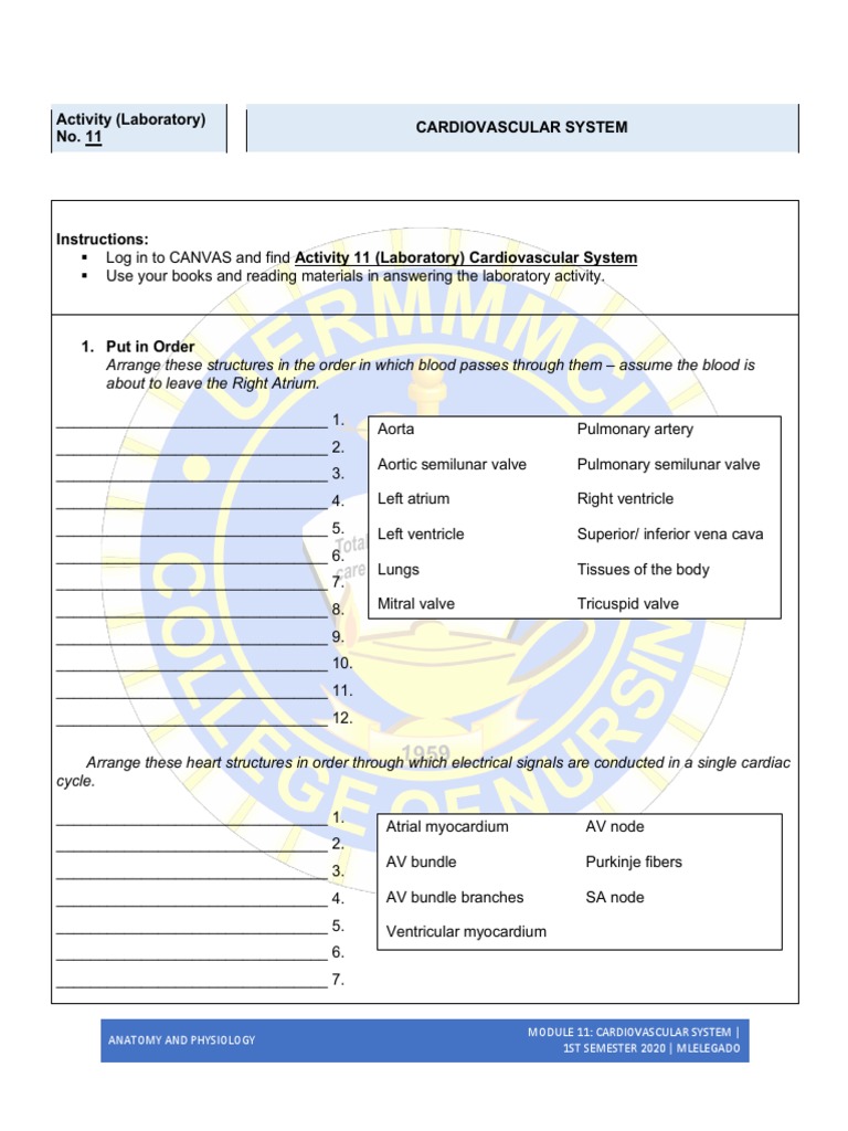 Laboratory Activity 11 - Cardiovascular System | PDF | Heart Valve | Heart