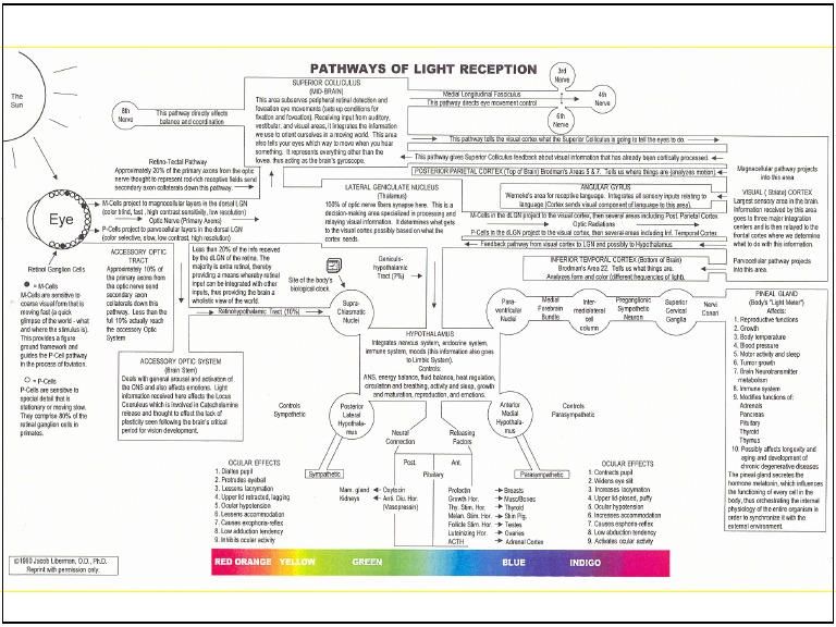 Pathways of Light Reception | PDF