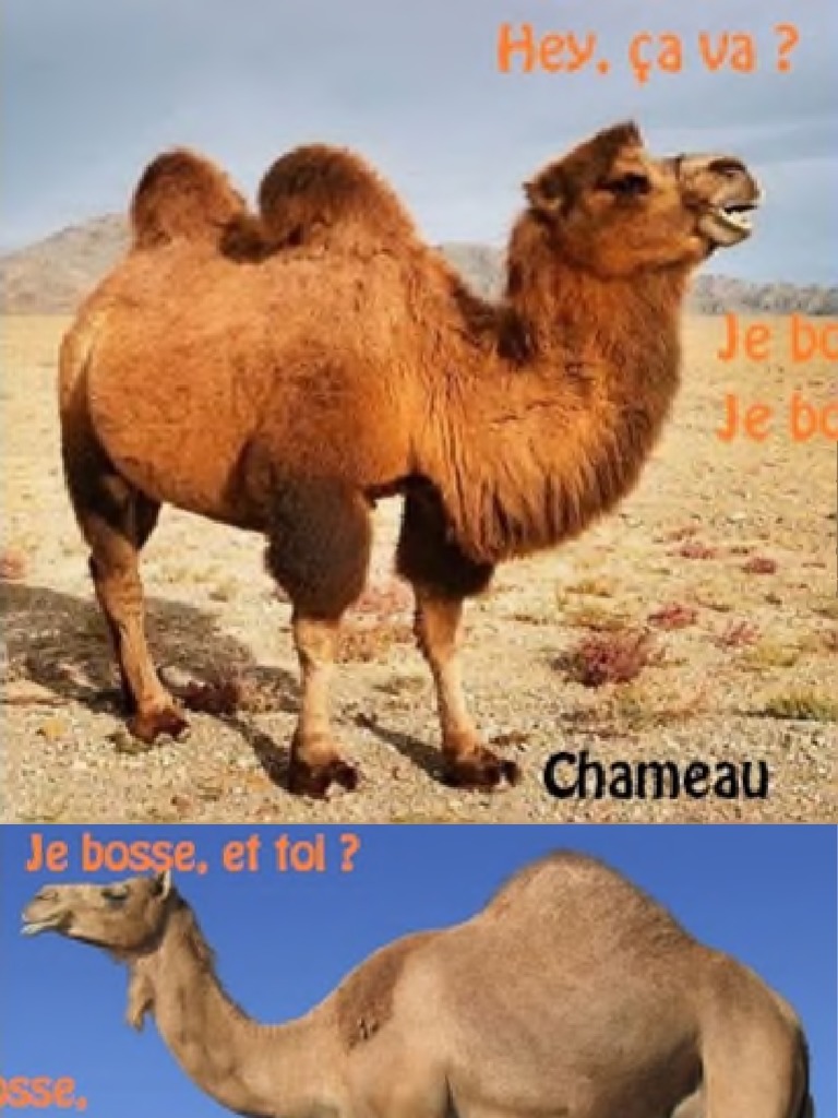 Chameau Dromadaire Nombre de Bosses | PDF