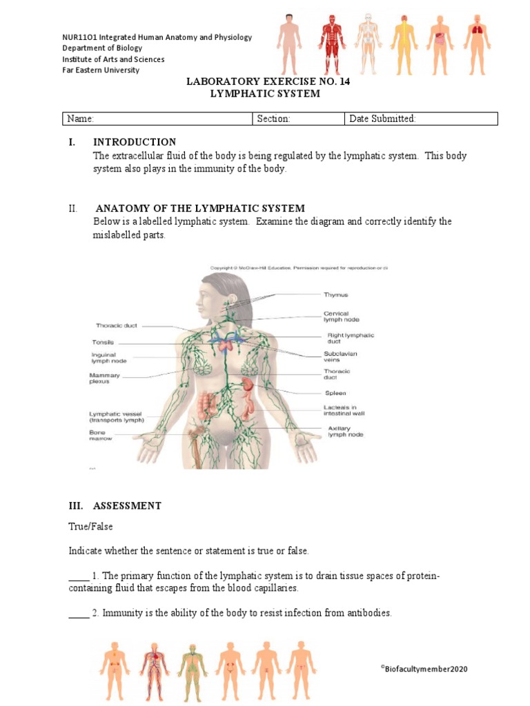 Laboratory Exercise No. 14 Lymphatic System | PDF | Lymphatic System ...