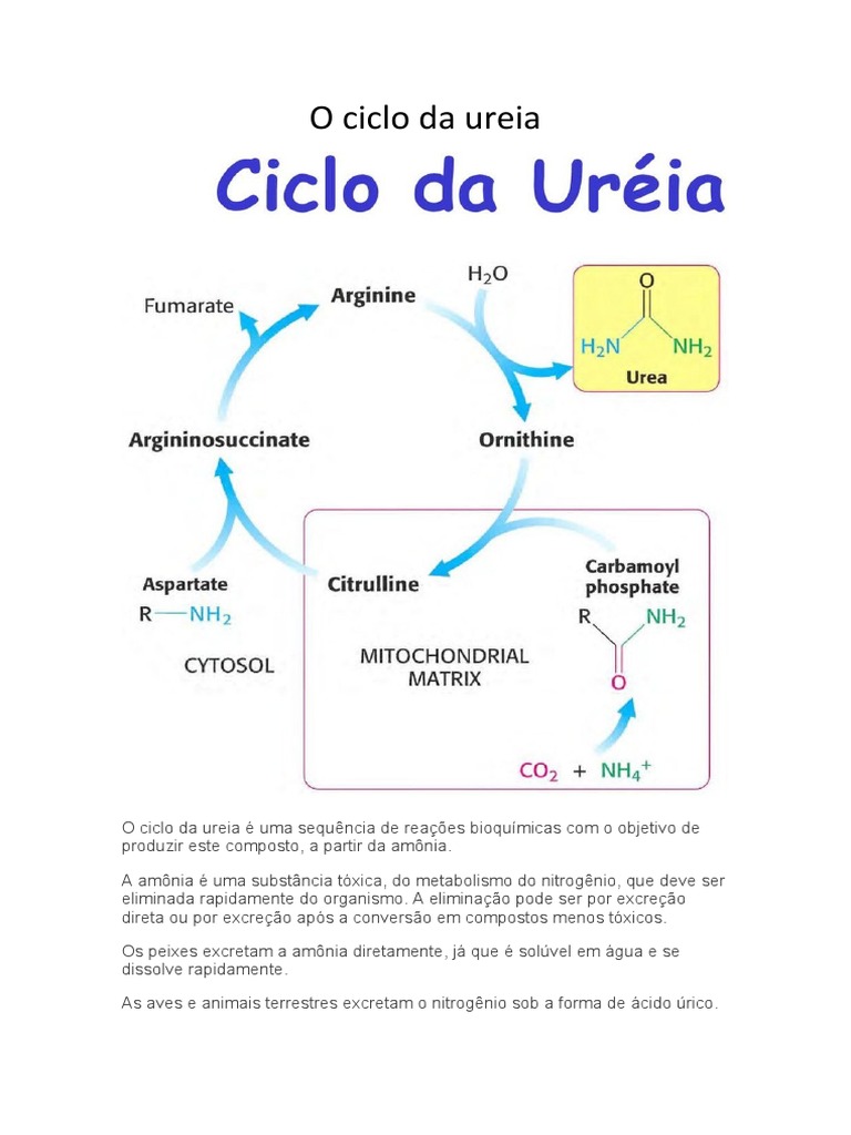 O Ciclo Da Ureia | Download grátis PDF | Metabolismo | Química
