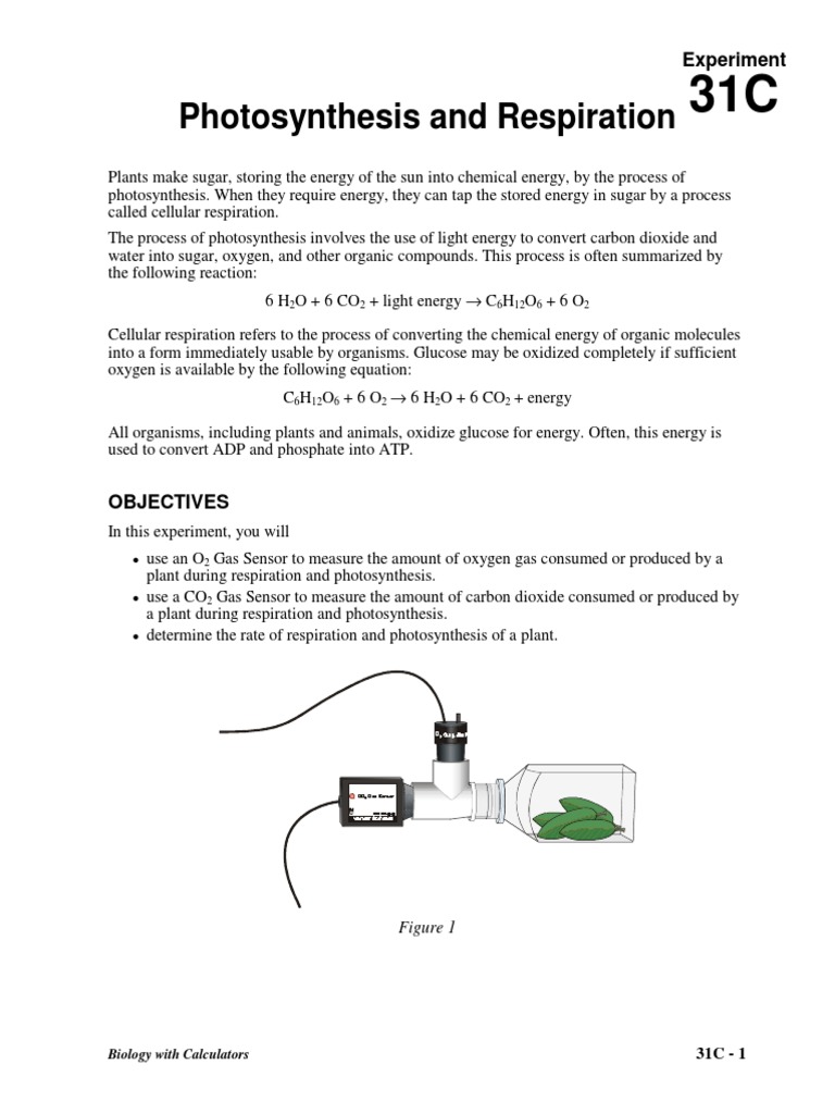 Photosynthesis and Respiration: Experiment | PDF | Photosynthesis ...