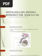 Anatomía del Cuerpo de Highmore | PDF | Testículo | Próstata