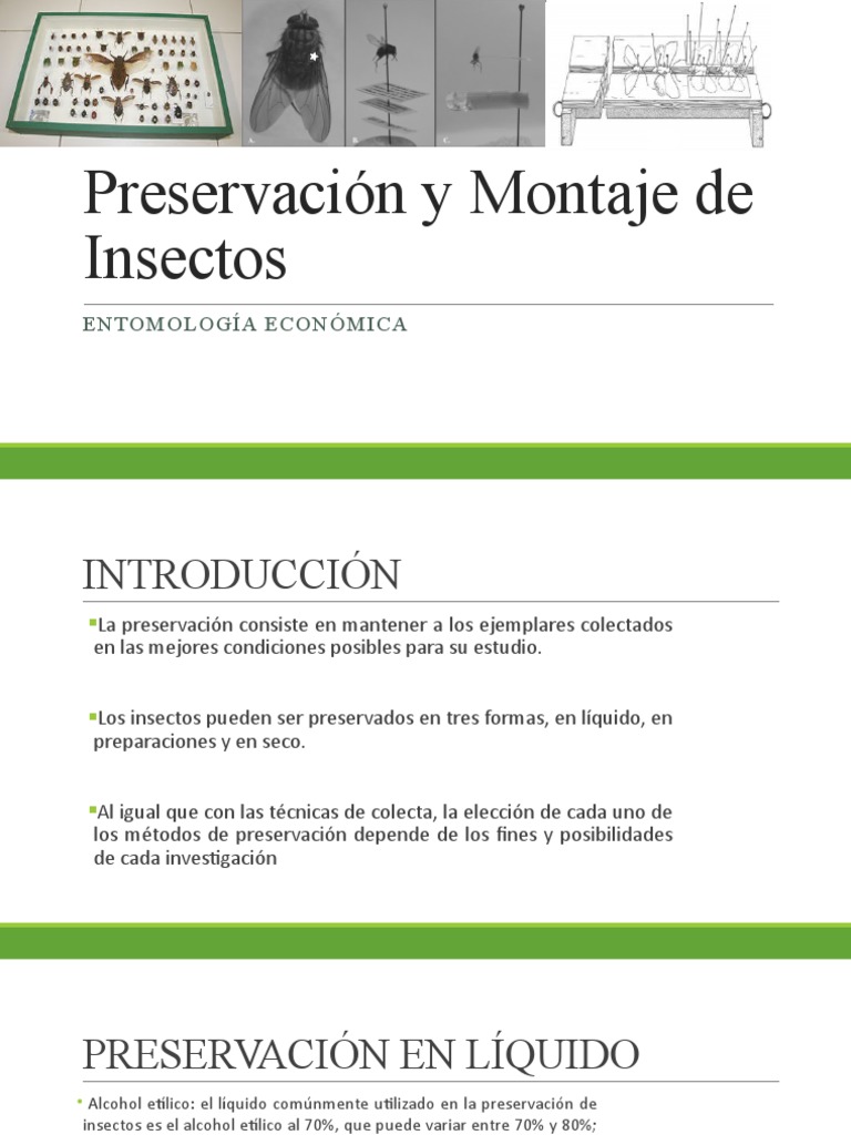 Preservación y Montaje de Insectos | PDF | Insectos | Mosca