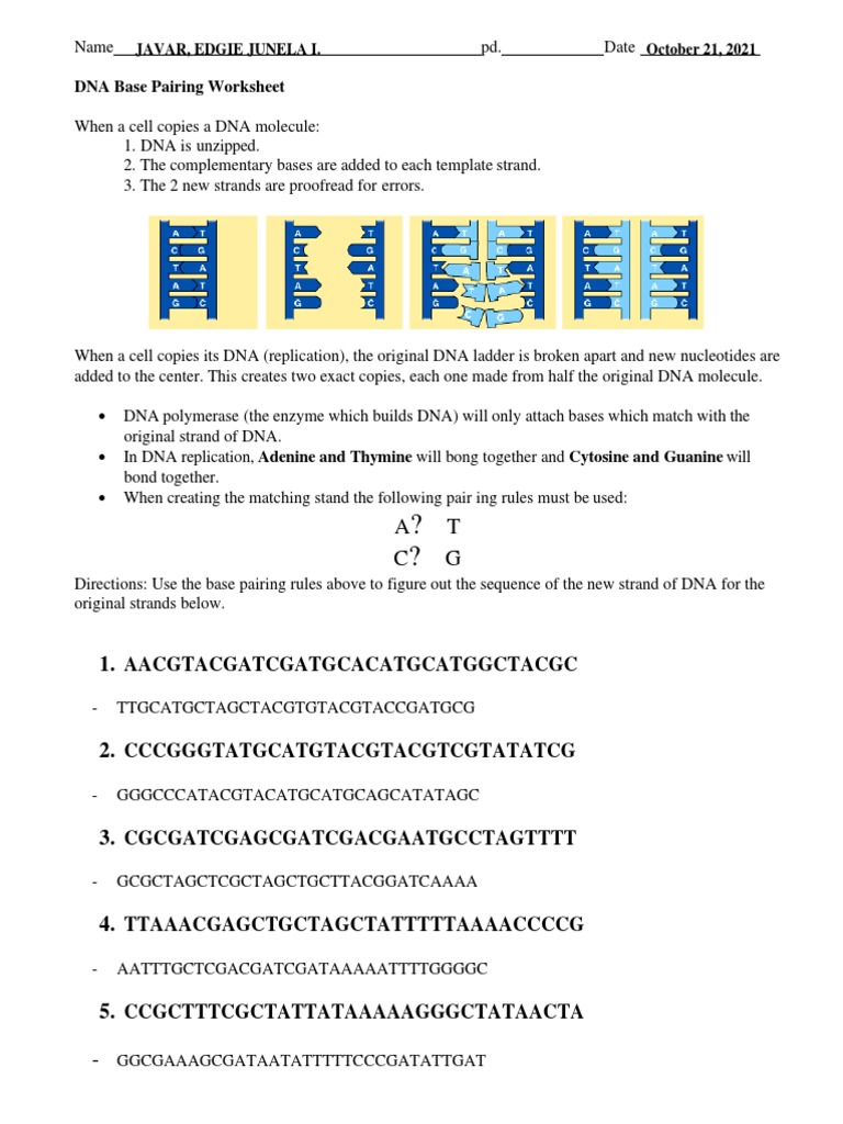 DNA Base Pairing Worksheet Guide | PDF