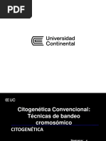 Bandeo Cromosomico | PDF | Cromosoma | Tinción