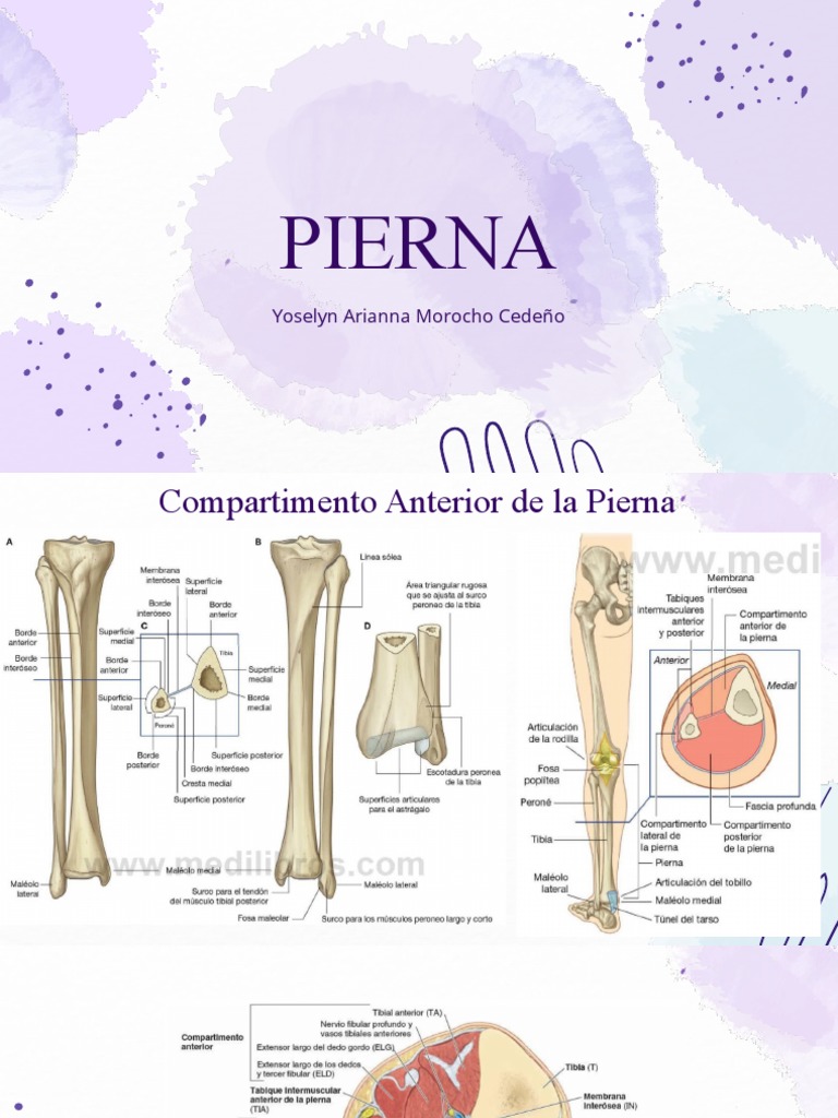 Pierna | PDF