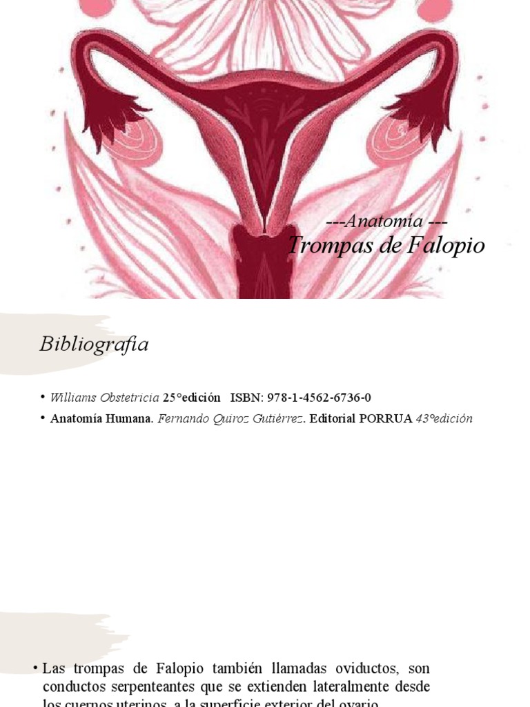 Anatomía de las Trompas de Falopio | PDF | Reproducción | Ginecología