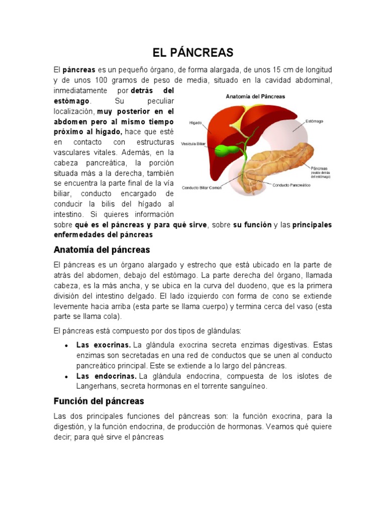 El Páncreas | PDF | Páncreas | Anatomía
