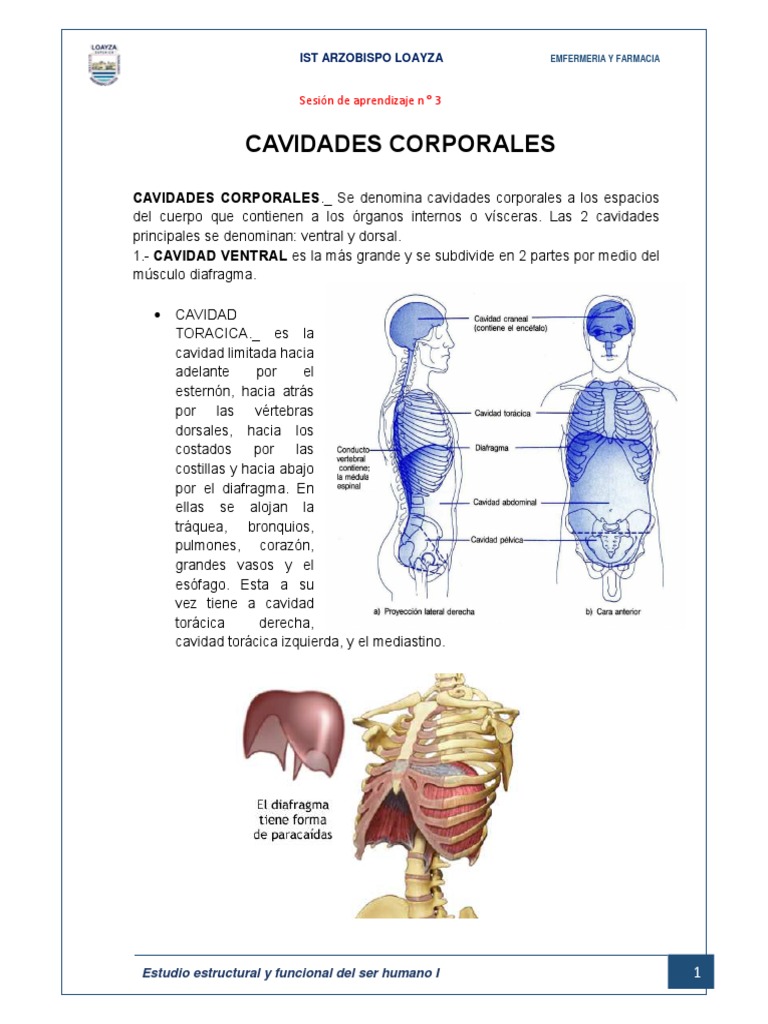 Cavidades Corporales y Especialidades Médicas | PDF | Abdomen | Tórax