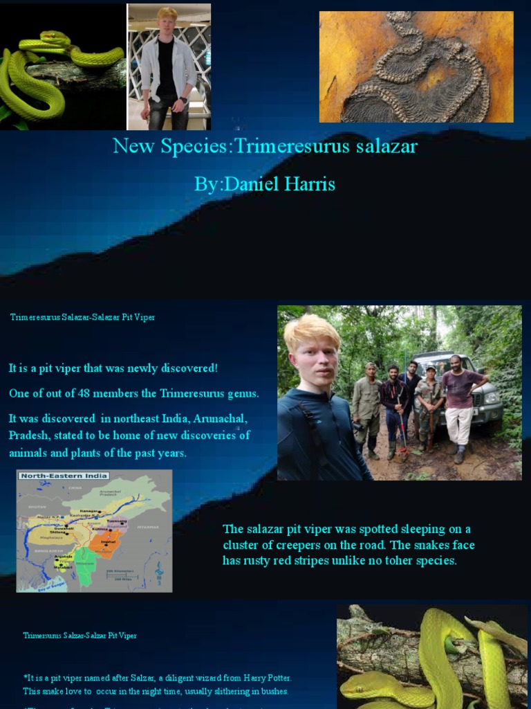 New Species:Trimeresurus Salazar: By:Daniel Harris | PDF | Reptile ...