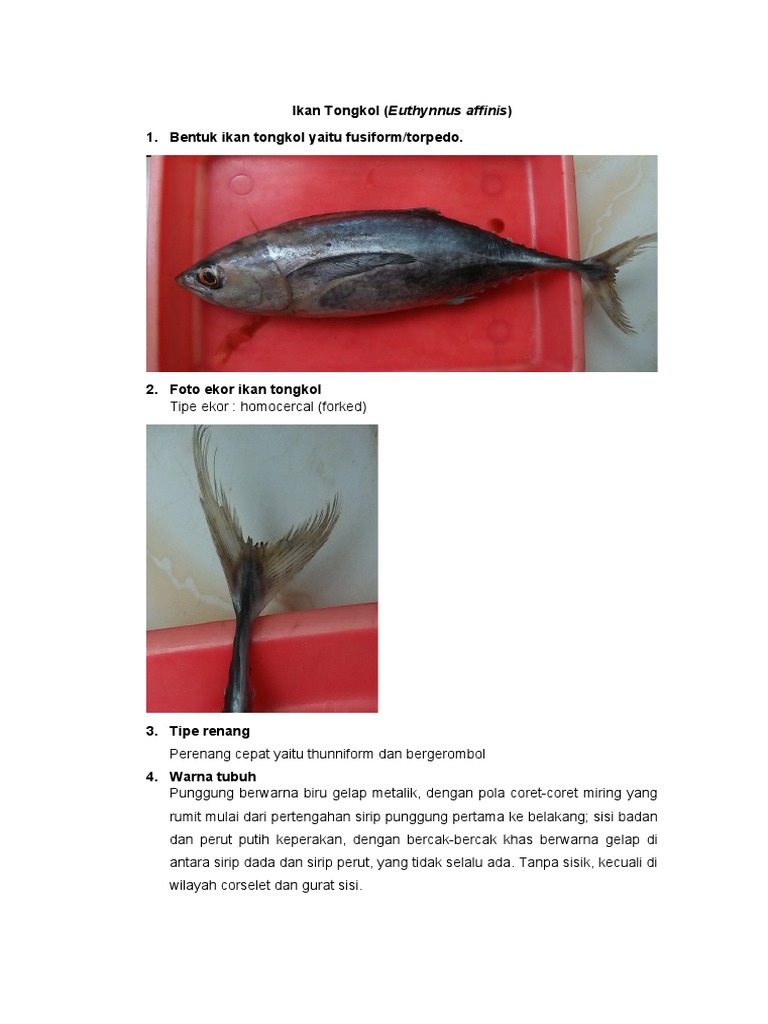 Ikan Tongkol | PDF