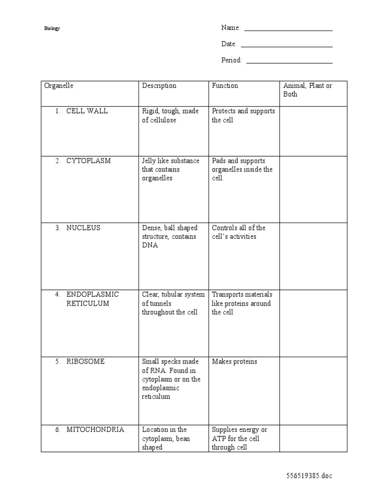 Cell Organelles Worksheet | PDF | Cell (Biology) | Endoplasmic Reticulum