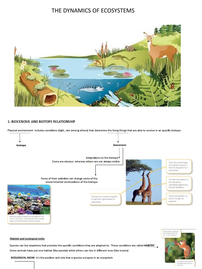Ecosystem Dynamics: Biocenosis and Niche | PDF | Food Web | Ecology