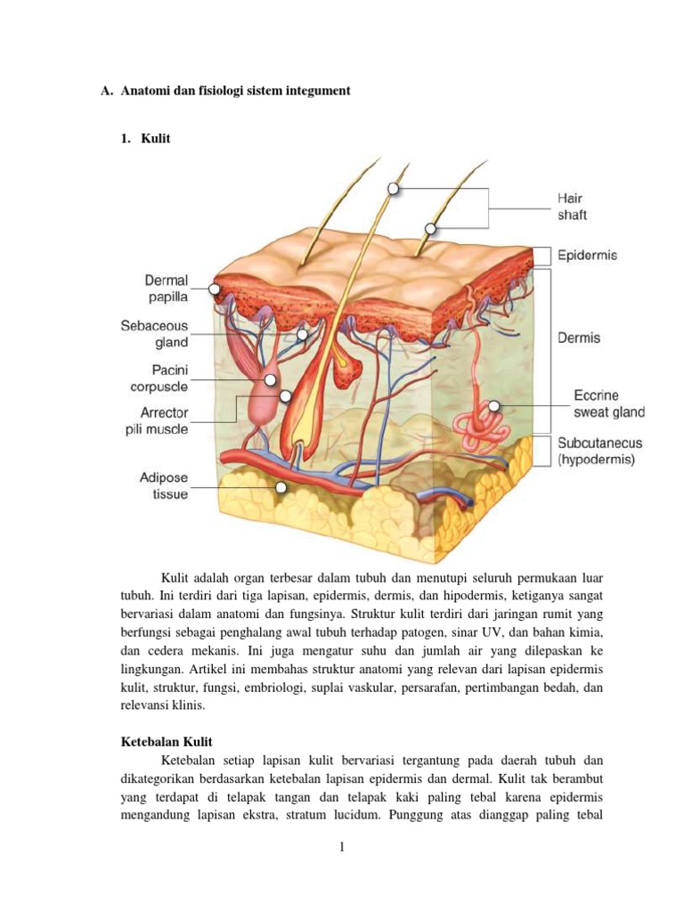 Anatomi & Fungsi Kulit: Lapisan & Sel | PDF | Griya & Taman | Kesehatan ...