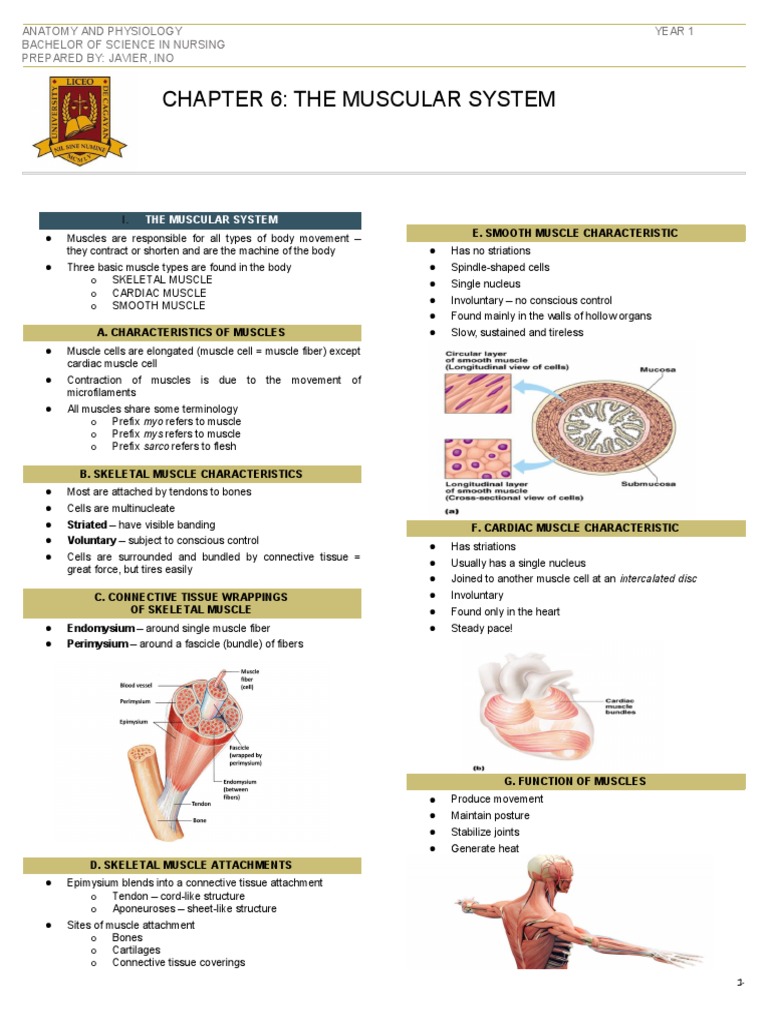 Midterm - Muscular System | PDF | Muscle Contraction | Skeletal Muscle