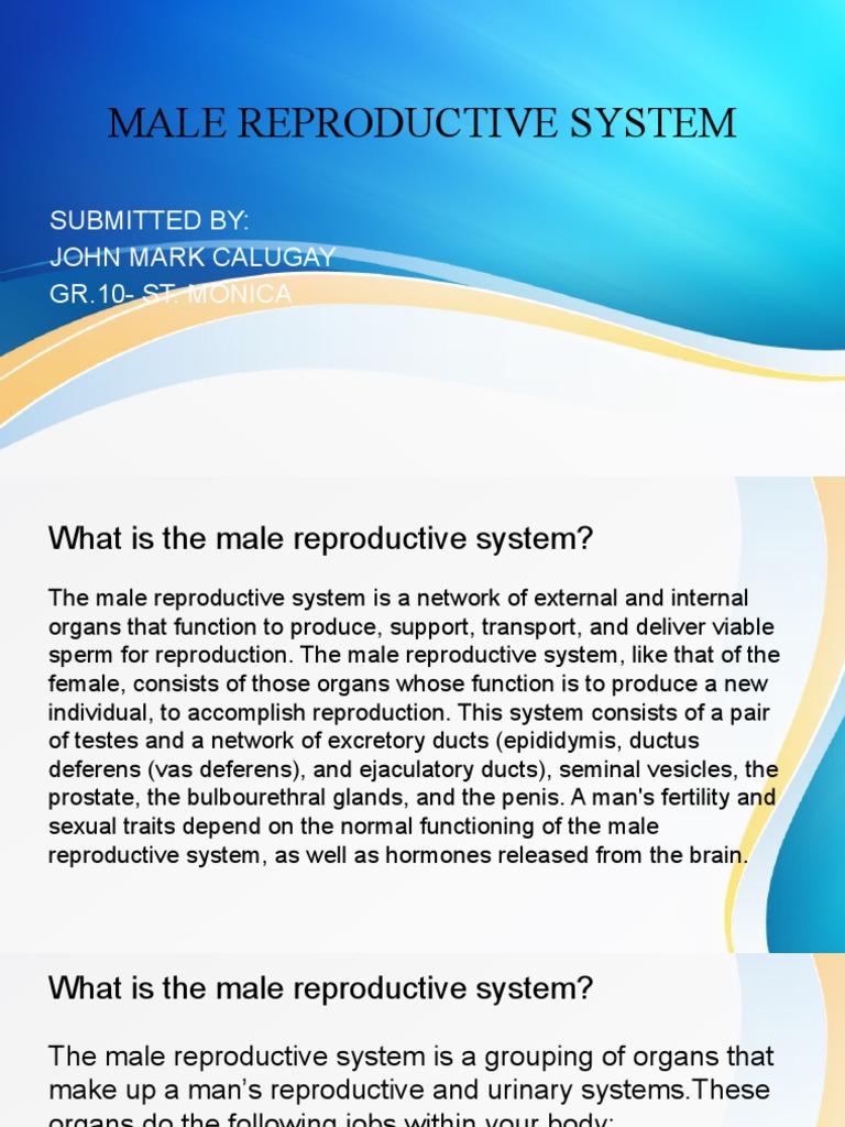 Male Reproductive System | PDF | Reproductive System | Testicle